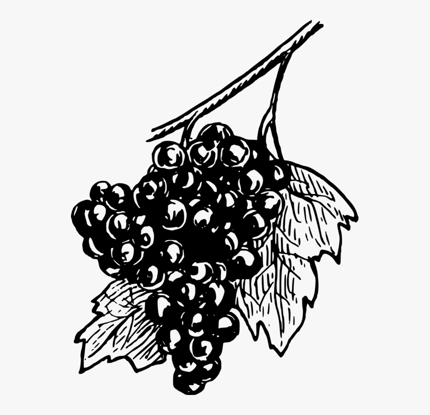 Grape Drawing Wine - Black And White Open Grapes, HD Png Download ...
