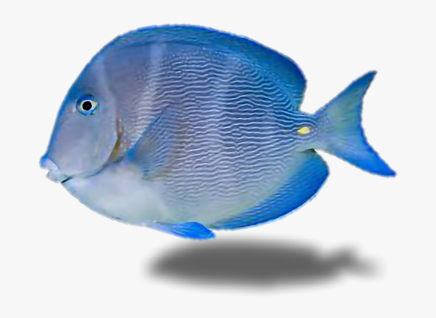 #fish #tropicalfish #water #ocean #underthesea #blue - Tropical Fish ...