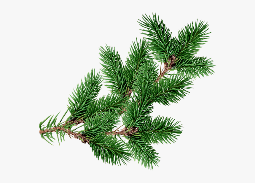 #christmastree #branch #decoration #overlay #christmas - Real Png ...
