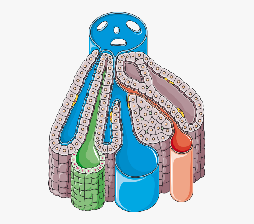 Liver Lobule Diagram Unlabelled, HD Png Download , Transparent Png ...