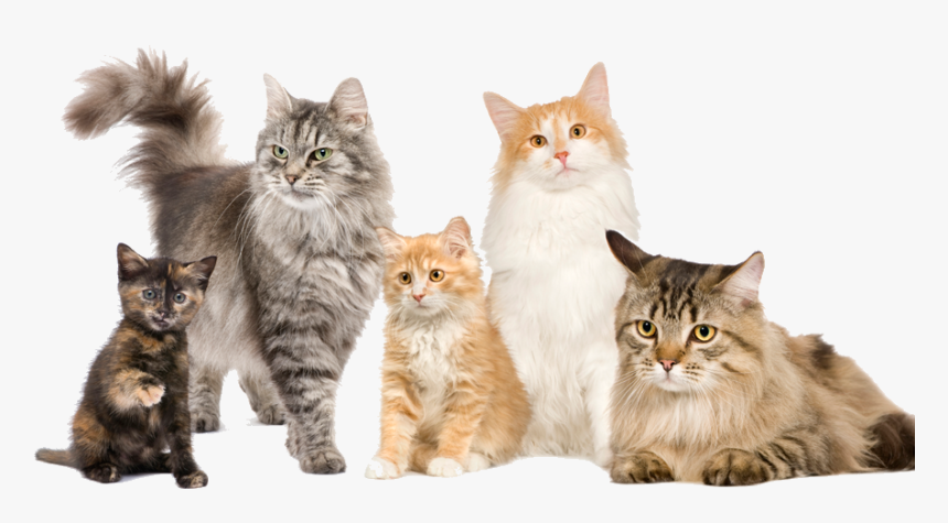 Cats Many, HD Png Download , Transparent Png Image - PNGitem