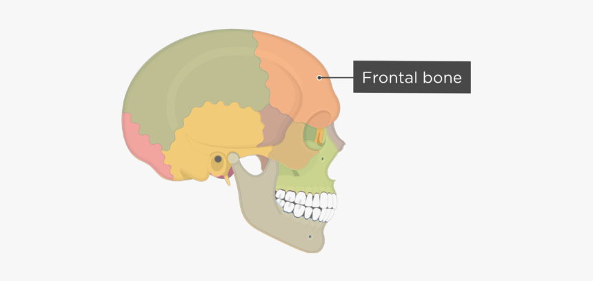 Skull Bones - Lateral View - Frontal Bone - Divisions - Temporal Bone ...