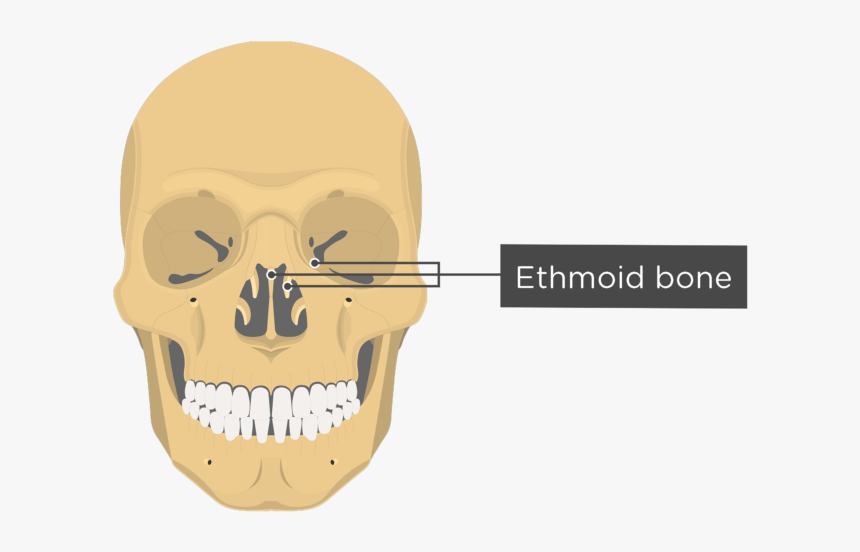 Skull Bones - Anterior View - Ethmoid Bone - Optic Canal Of Sphenoid ...