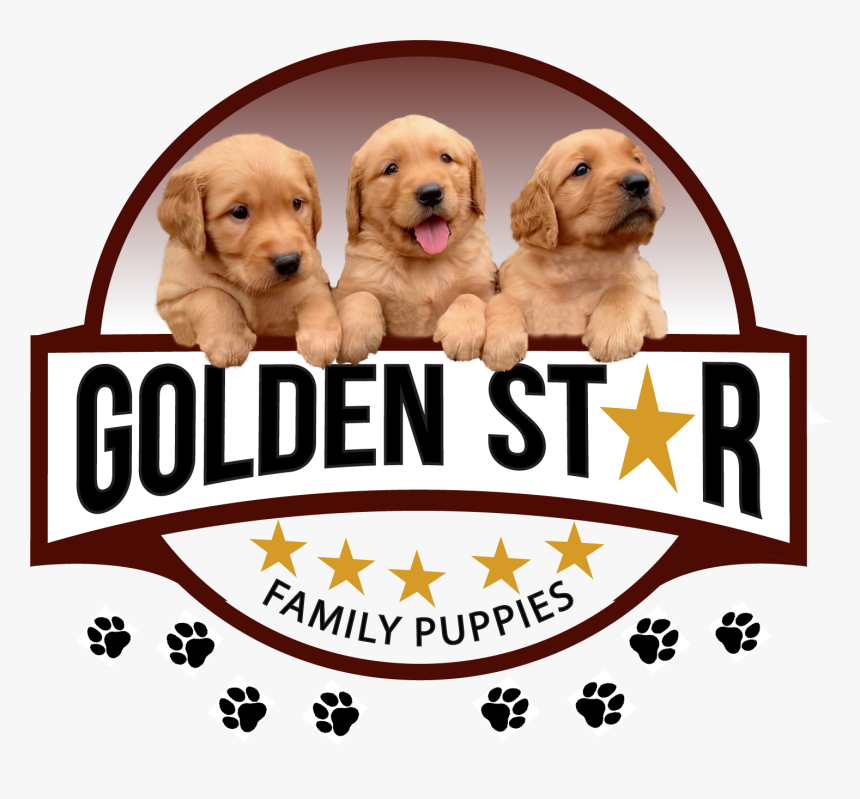 Golden Star Logo - Golden Retriever, HD Png Download , Transparent Png ...
