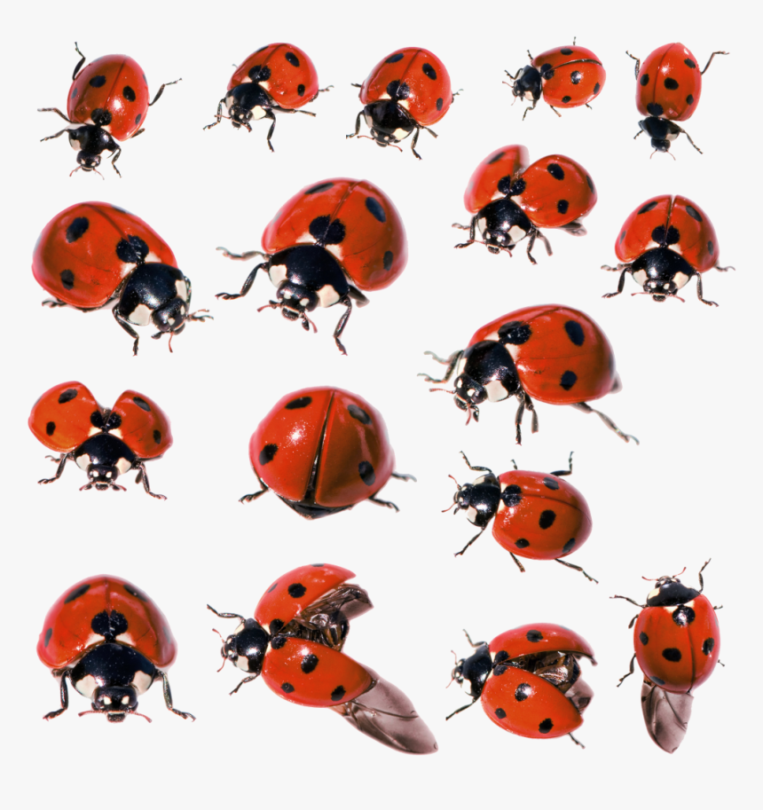 Ladybug Insect Png Pic - Ladybugs Png, Transparent Png , Transparent ...