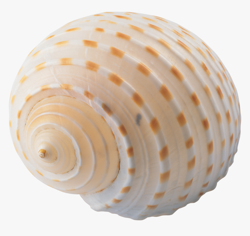 Seashell Png - Transparent Background Seashell Png, Png Download ...