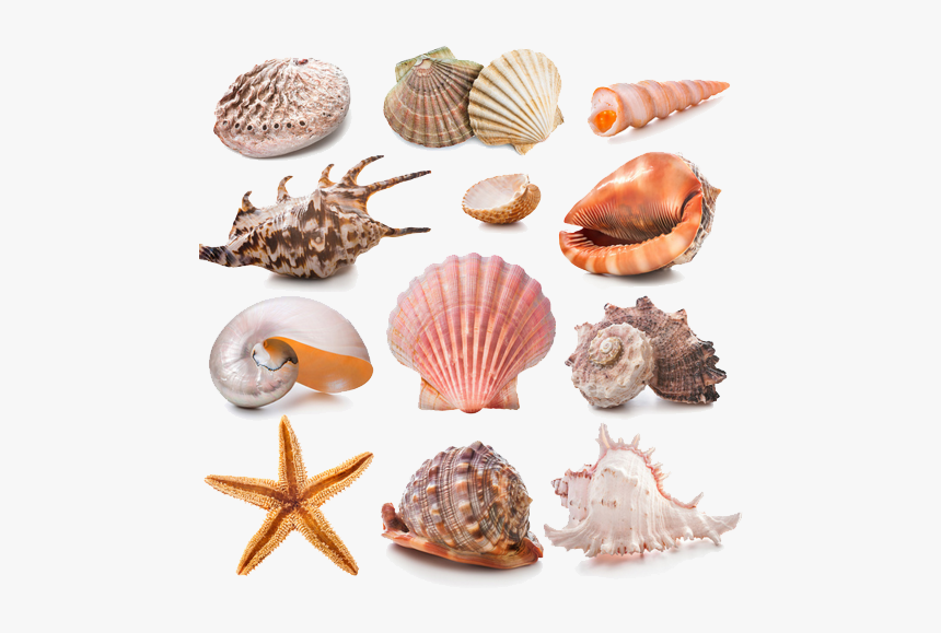 Seashell Collection, HD Png Download , Transparent Png Image - PNGitem