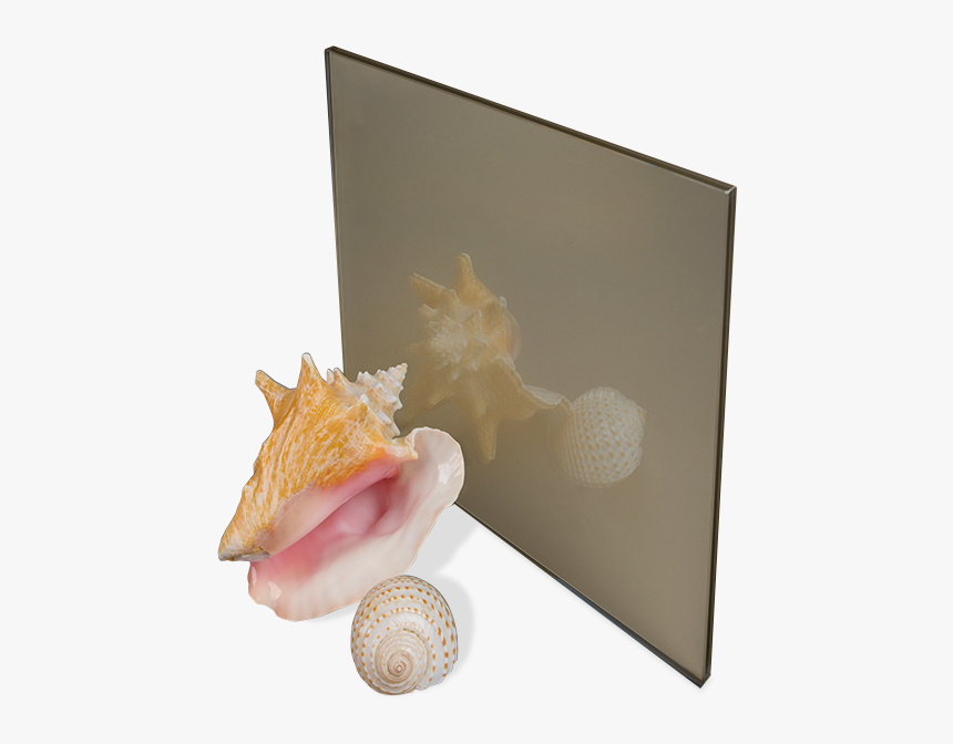 Shell, HD Png Download , Transparent Png Image - PNGitem