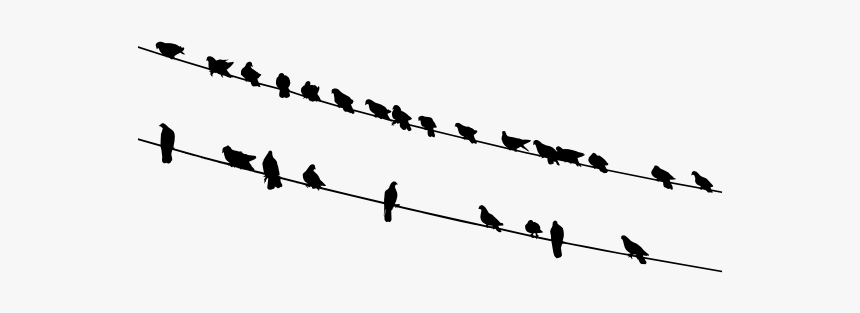 Birds On Wires Silhouette - Birds On A Wire Transparent, HD Png ...