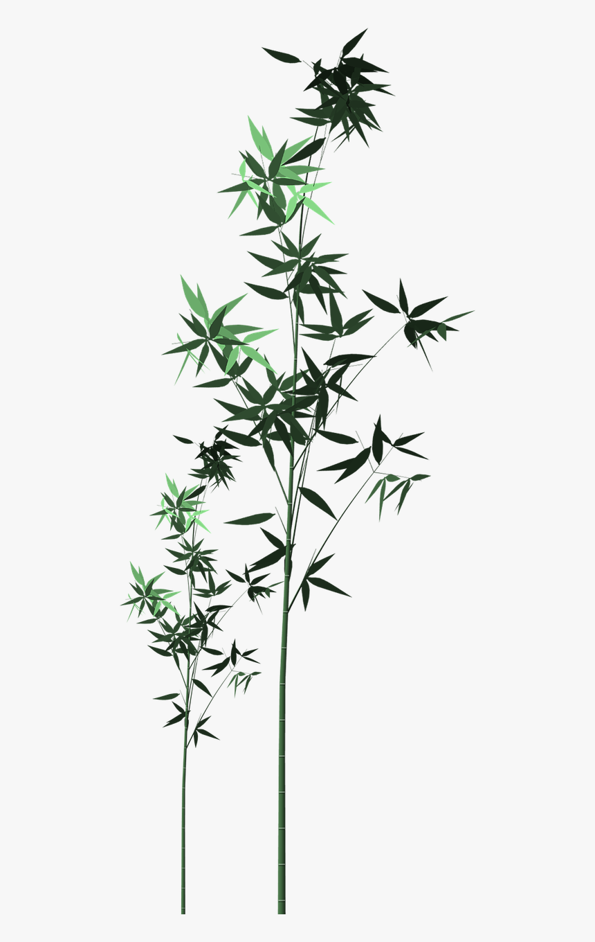 Shoots Png, Transparent Png , Transparent Png Image - PNGitem