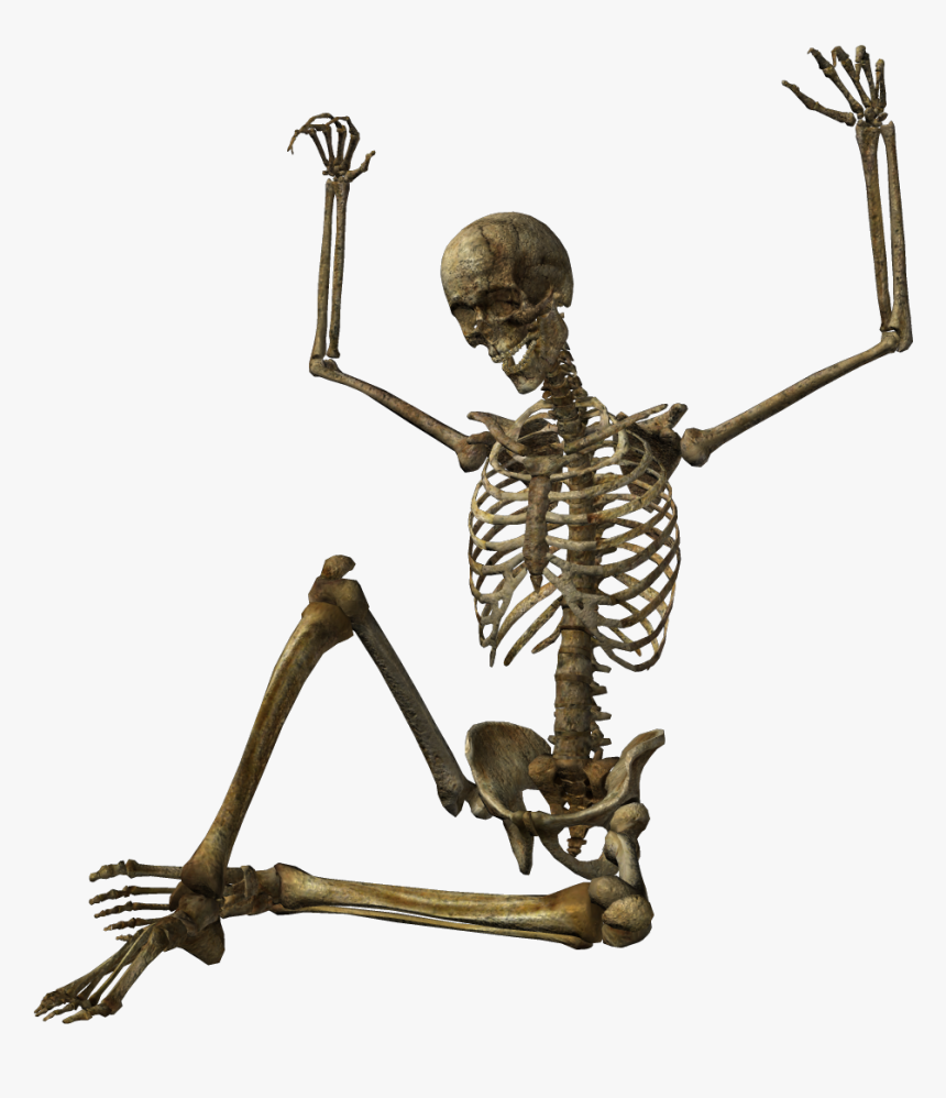 Skeleton Png Image - Human Skeleton Transparent Background Png, Png ...