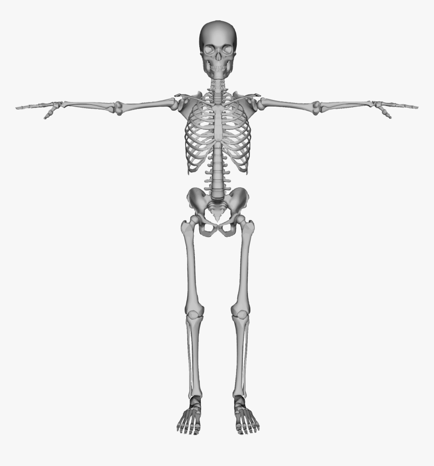 Skeleton Png - Skeleton Back Png, Transparent Png , Transparent Png ...