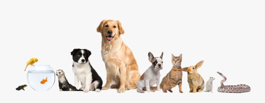 A Group Of Various Pets - Pet Care Service, HD Png Download ...