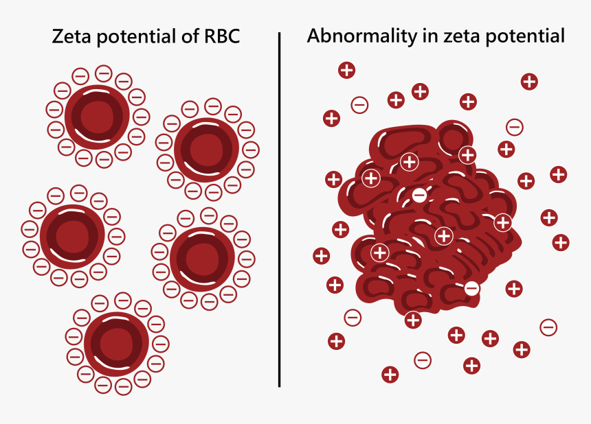 Zetal Potential Of Red Blood Cell - Zeta Potential Of Red Cells, HD Png ...