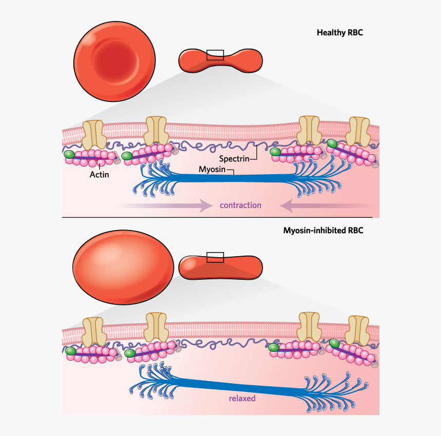 Transparent Red Blood Cells Png - Red Blood Cell Membrane, Png Download ...