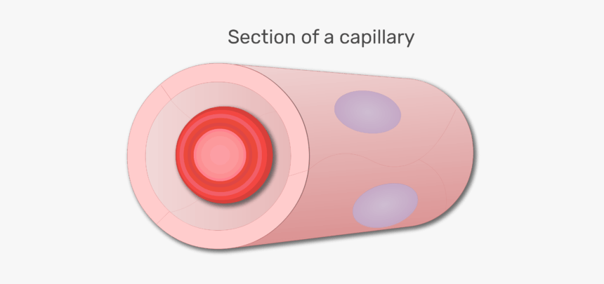 A Red Blood Cell In A Section Of Capillary Animation - Circle, HD Png ...