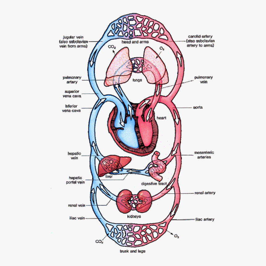 Circulatory System In Man, HD Png Download , Transparent Png Image ...