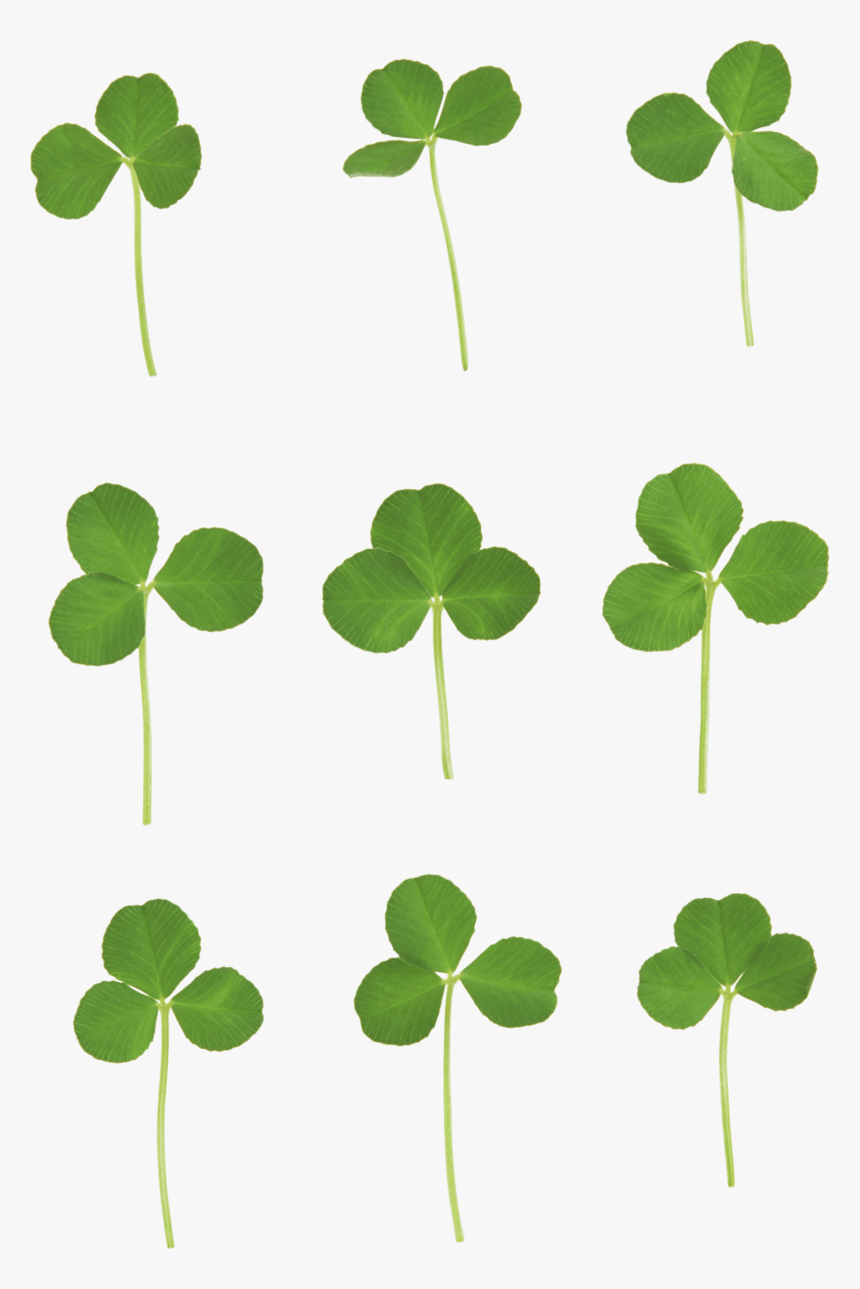 Clover Texture Png, Transparent Png , Transparent Png Image - PNGitem