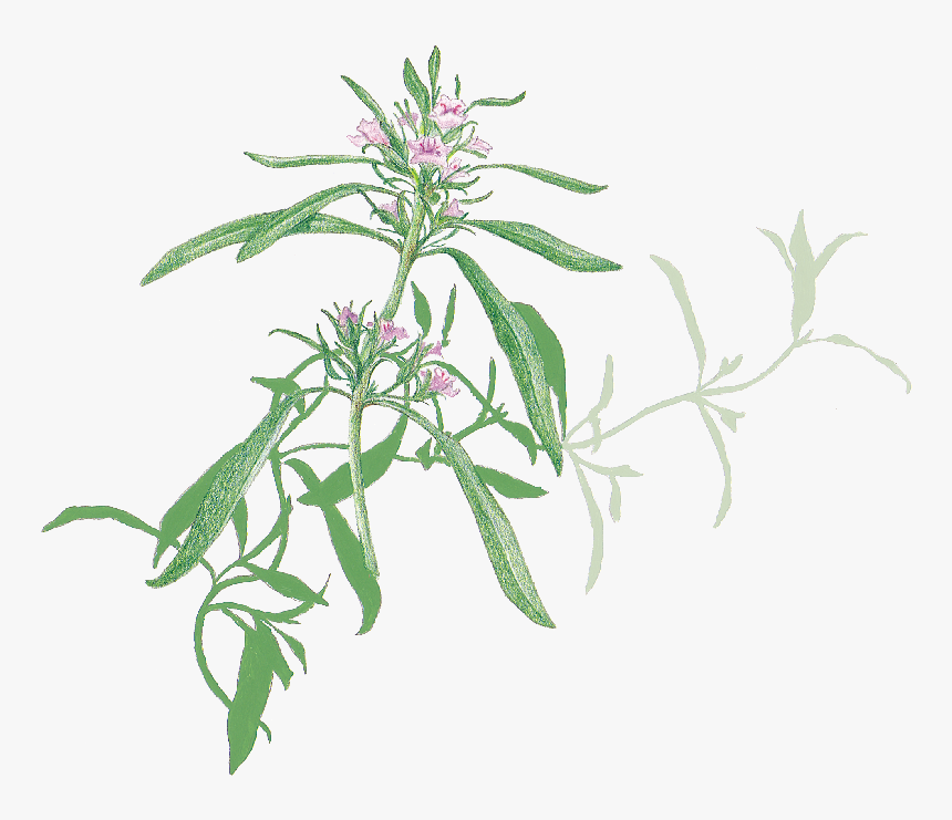 Savory, HD Png Download , Transparent Png Image - PNGitem