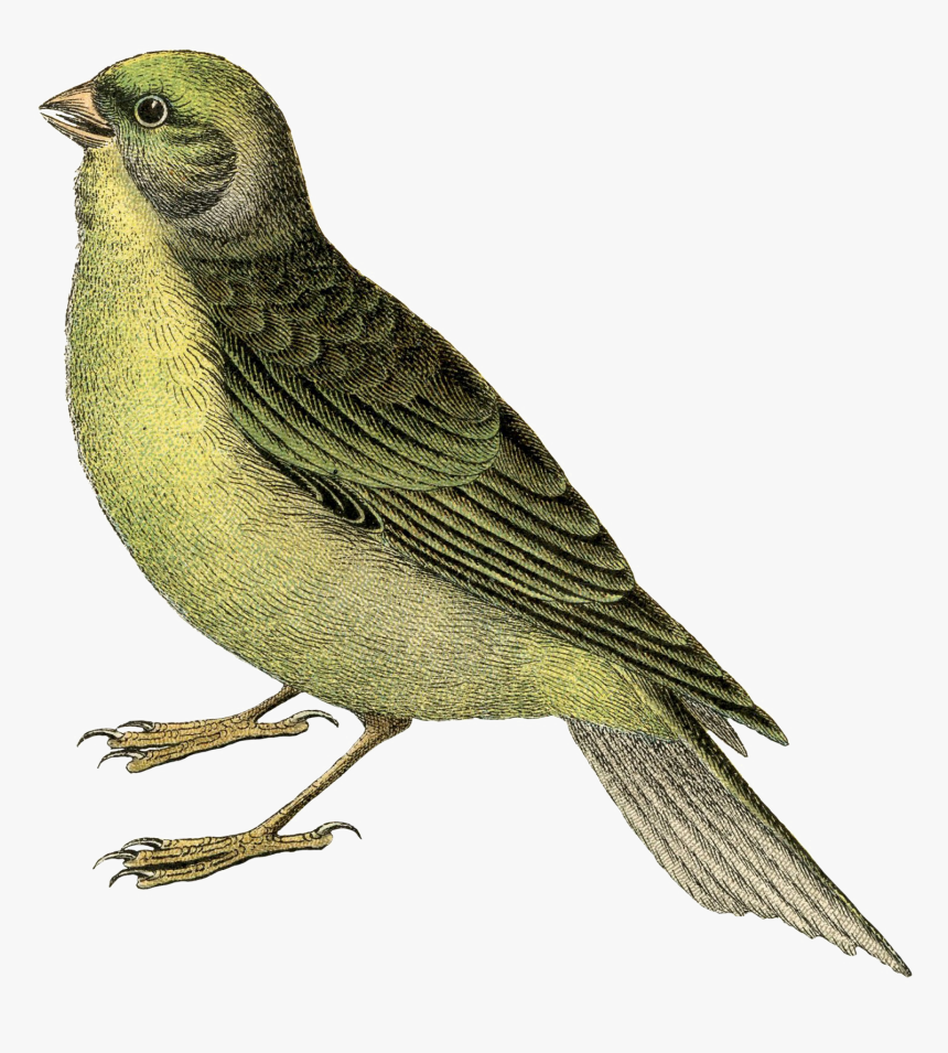Fairy Bird Transparent Png - Vintage Bird, Png Download , Transparent ...
