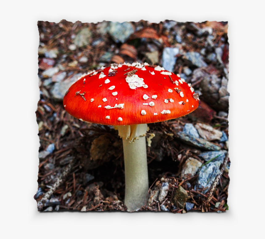 Picture - Poison, HD Png Download , Transparent Png Image - PNGitem