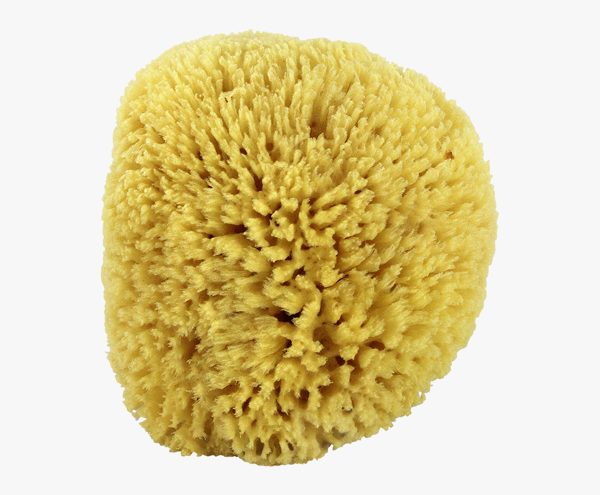 Sponge - Sea Sponge No Background, HD Png Download , Transparent Png ...
