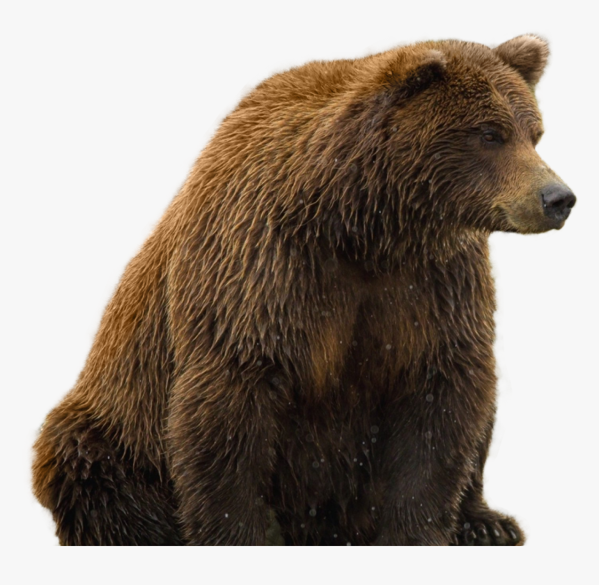 Brown Bear Transparent Background, HD Png Download , Transparent Png ...