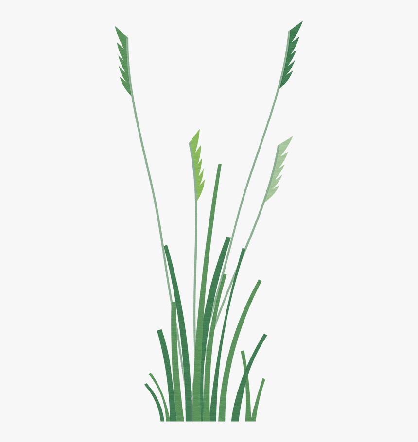 Sweet Grass, HD Png Download , Transparent Png Image - PNGitem