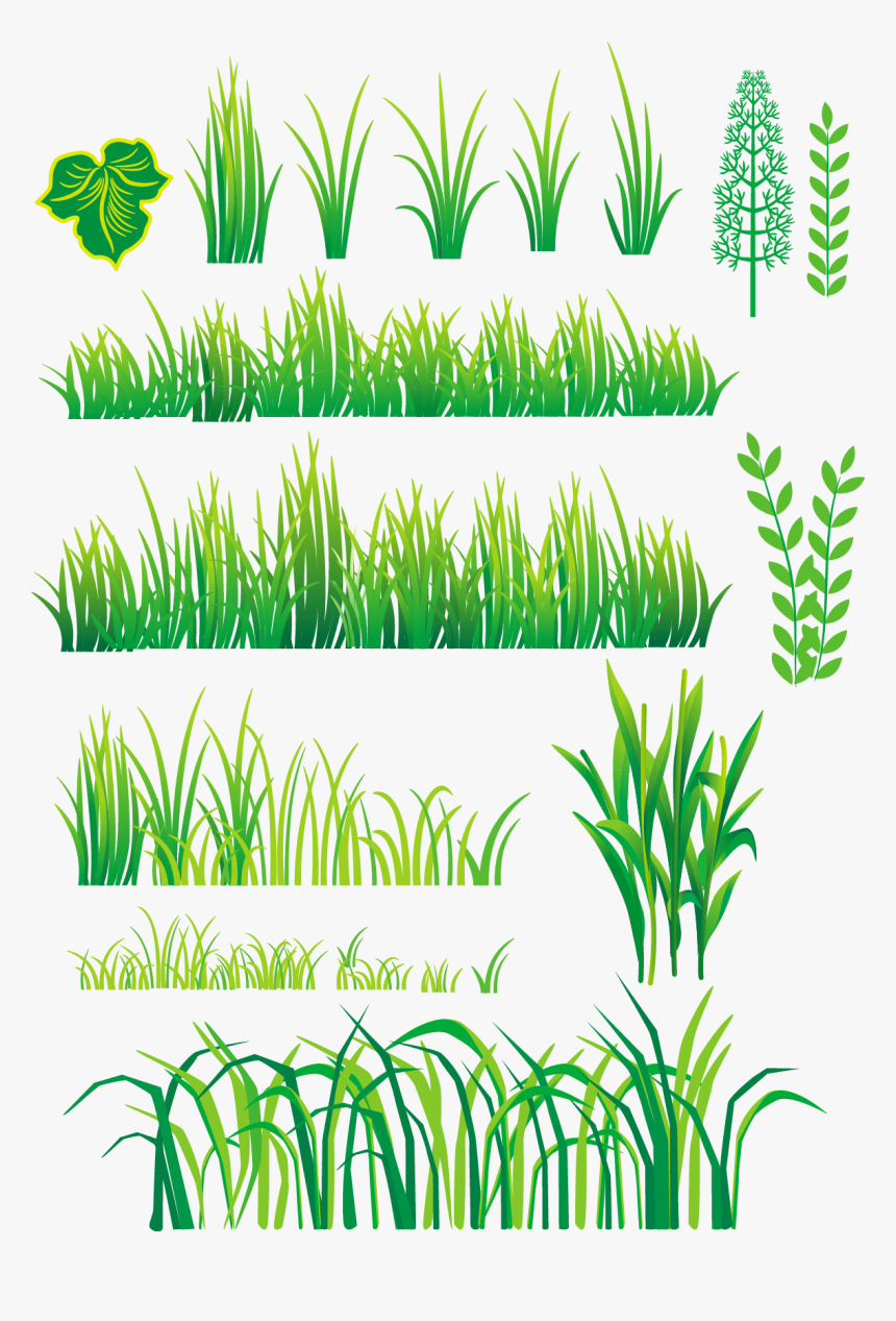 Grass Plant Vector, HD Png Download , Transparent Png Image - PNGitem
