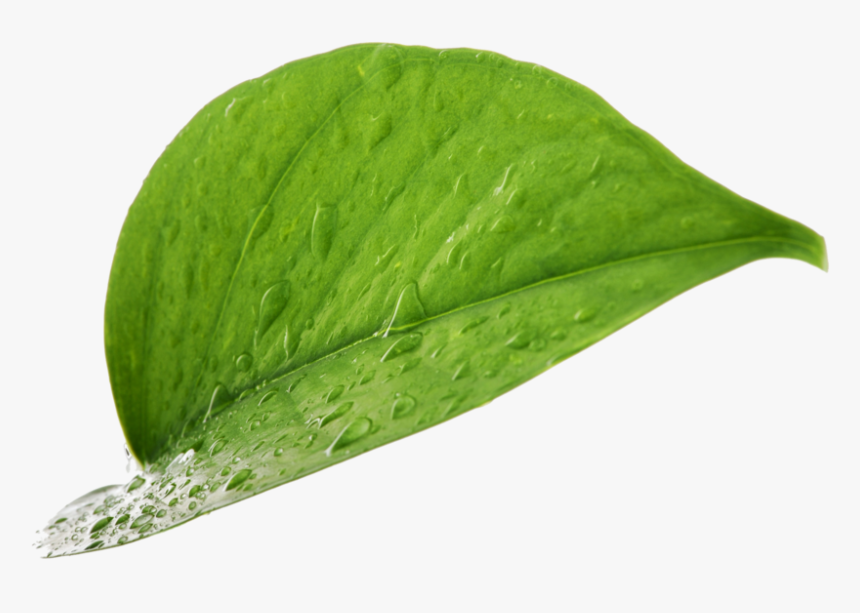 Leave Without Background Smaller - Drop, HD Png Download , Transparent ...