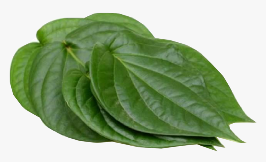 Paan Leaves, HD Png Download , Transparent Png Image - PNGitem