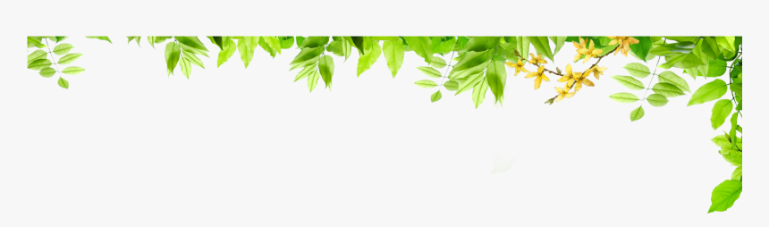 Transparent Leaf Border Png - Green Leaf Border Png, Png Download ...