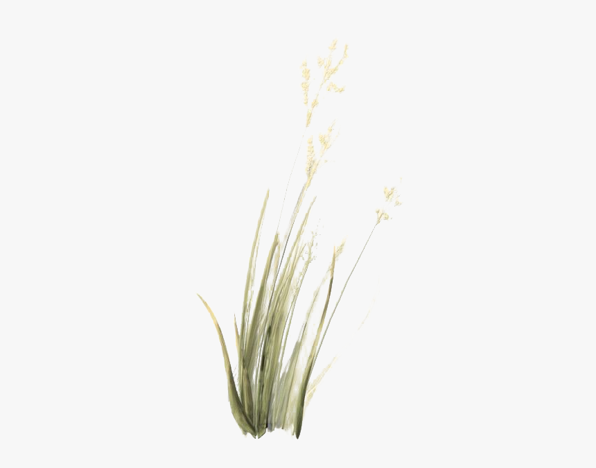Green Beach Grass Transparent Background - Sweet Grass, HD Png Download ...