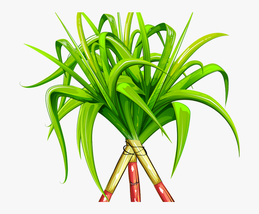 Sugarcane Png, Transparent Png , Transparent Png Image - PNGitem