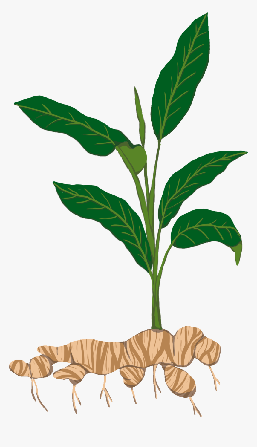 Tapioca Clipart Transparent, HD Png Download , Transparent Png Image ...