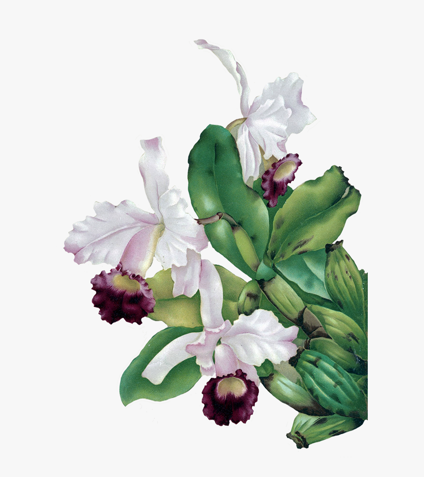 Orchid Flower Clipart - Flowers Orchid Png Drawing, Transparent Png ...