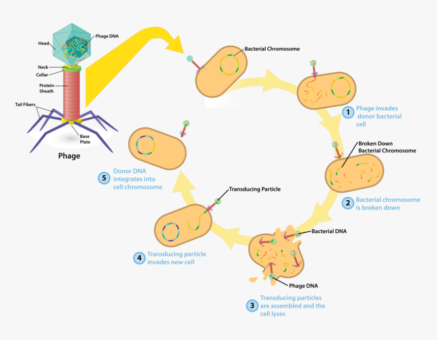 Bacteriophage V4 - General Mechanism Of Transduction, HD Png Download ...