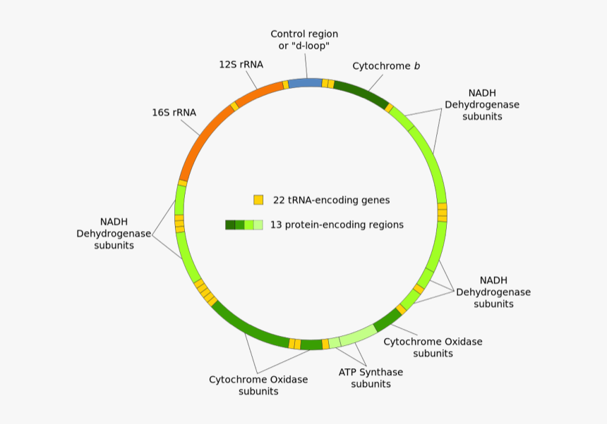 Diagram Of Mitochondrial Dna - Mitochondrial Dna, HD Png Download ...