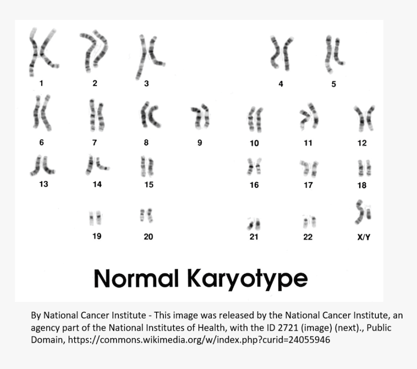The Karyotype Of A Normal Person - Male Karyotype, HD Png Download ...