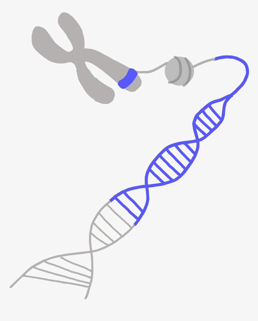 Image Of A Blue Gene On A Chromosome - Gene Png, Transparent Png ...