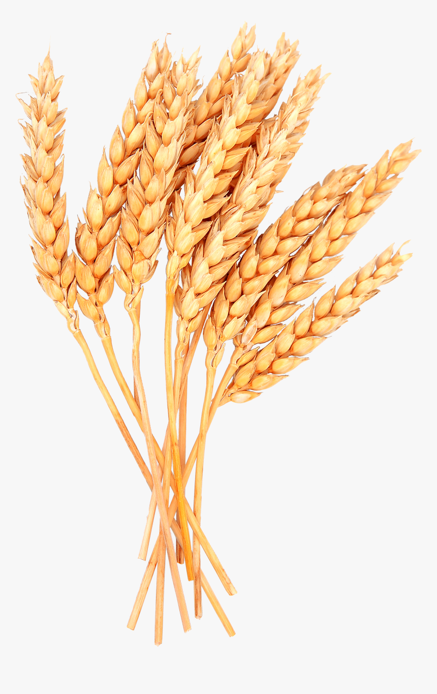 Wheat Vector Free Png Image - Wheat Clipart Transparent Background, Png ...