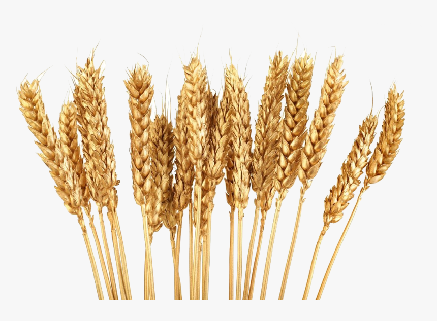 Transparent Wheat Stalk Clipart - Transparent Background Wheat Stalks ...