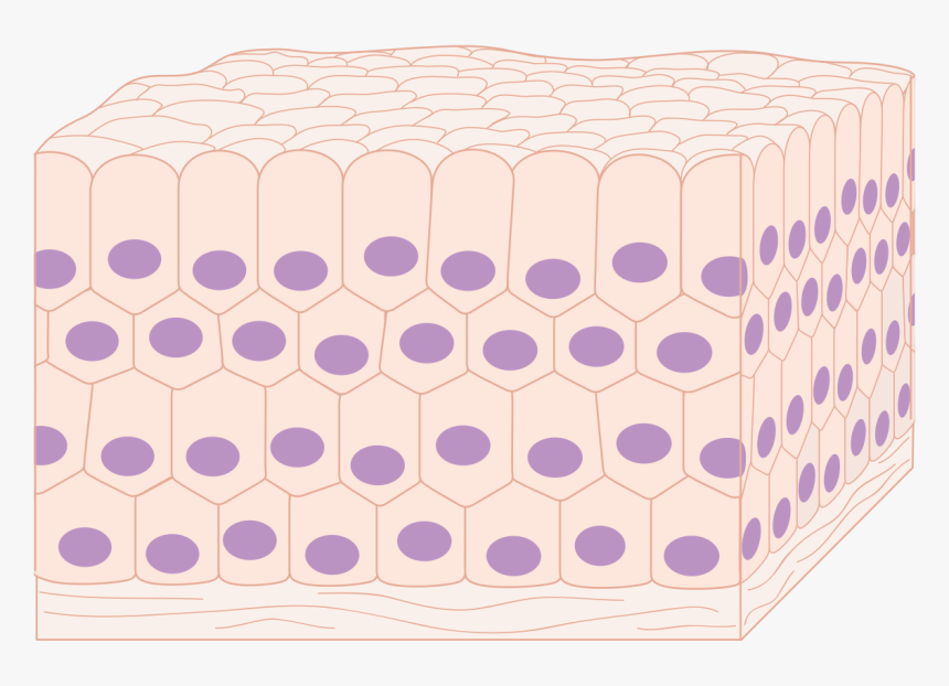 Body Tissue Png - Tissues In The Body Png, Transparent Png ...