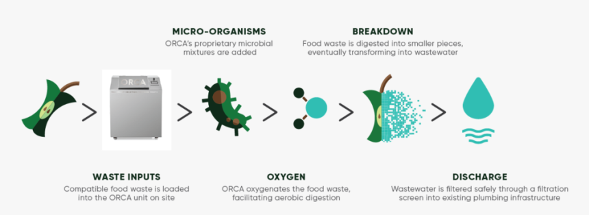How Orca Works - Cartoon, HD Png Download , Transparent Png Image - PNGitem