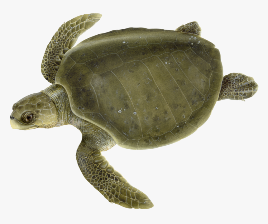 Adult Olive Ridley Sea Turtle - Olive Ridley Turtle Clipart, HD Png ...
