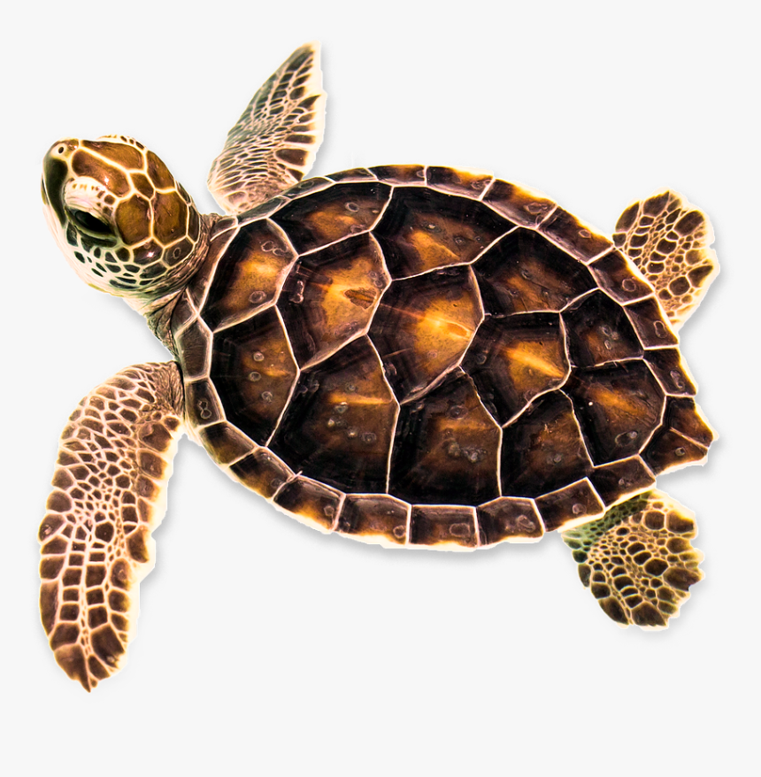 Hawksbill Sea Turtle, HD Png Download , Transparent Png Image - PNGitem