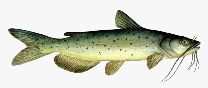 Channel Catfish , Png Download - Channel Catfish, Transparent Png ...