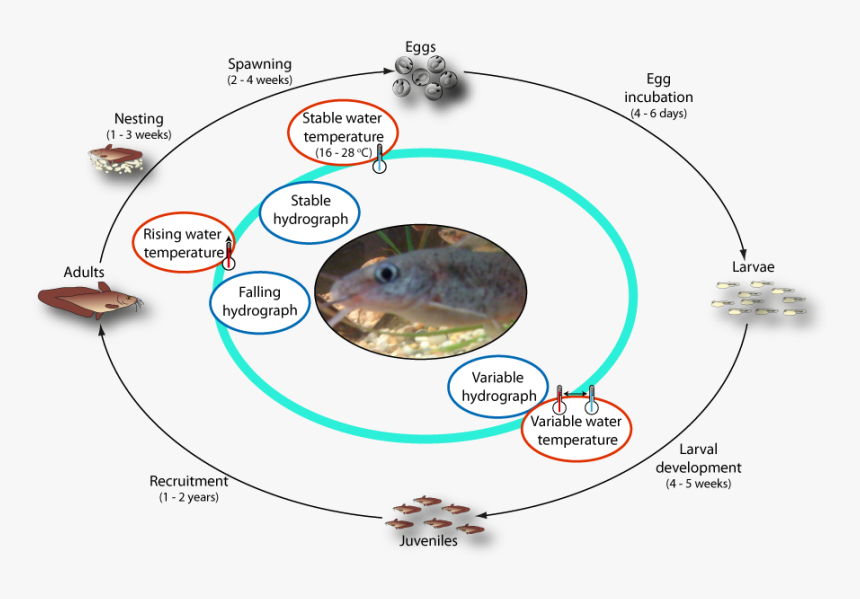 Life Cycle Of Eel-tailed Catfish - Murray River Turtle Life Cycle, HD ...