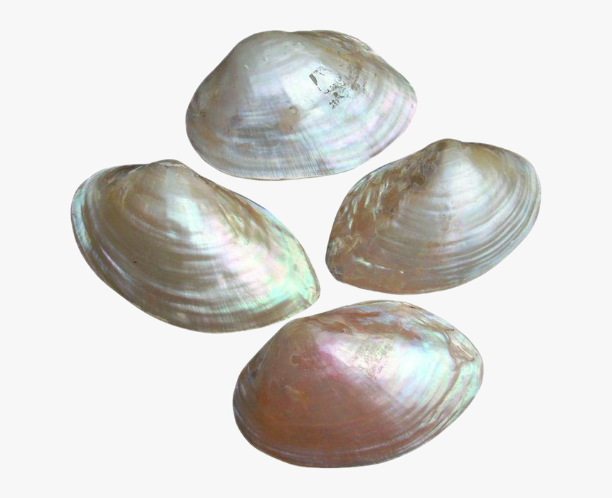 Baltic Clam, HD Png Download , Transparent Png Image - PNGitem