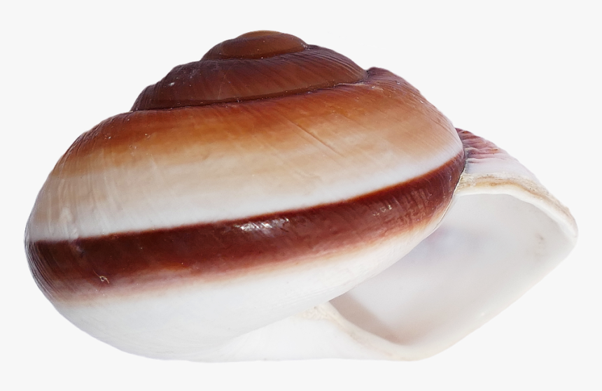 Shell, HD Png Download , Transparent Png Image - PNGitem